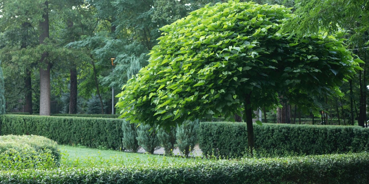 Shade Your Yard Naturally: 6 Best Trees to Plant