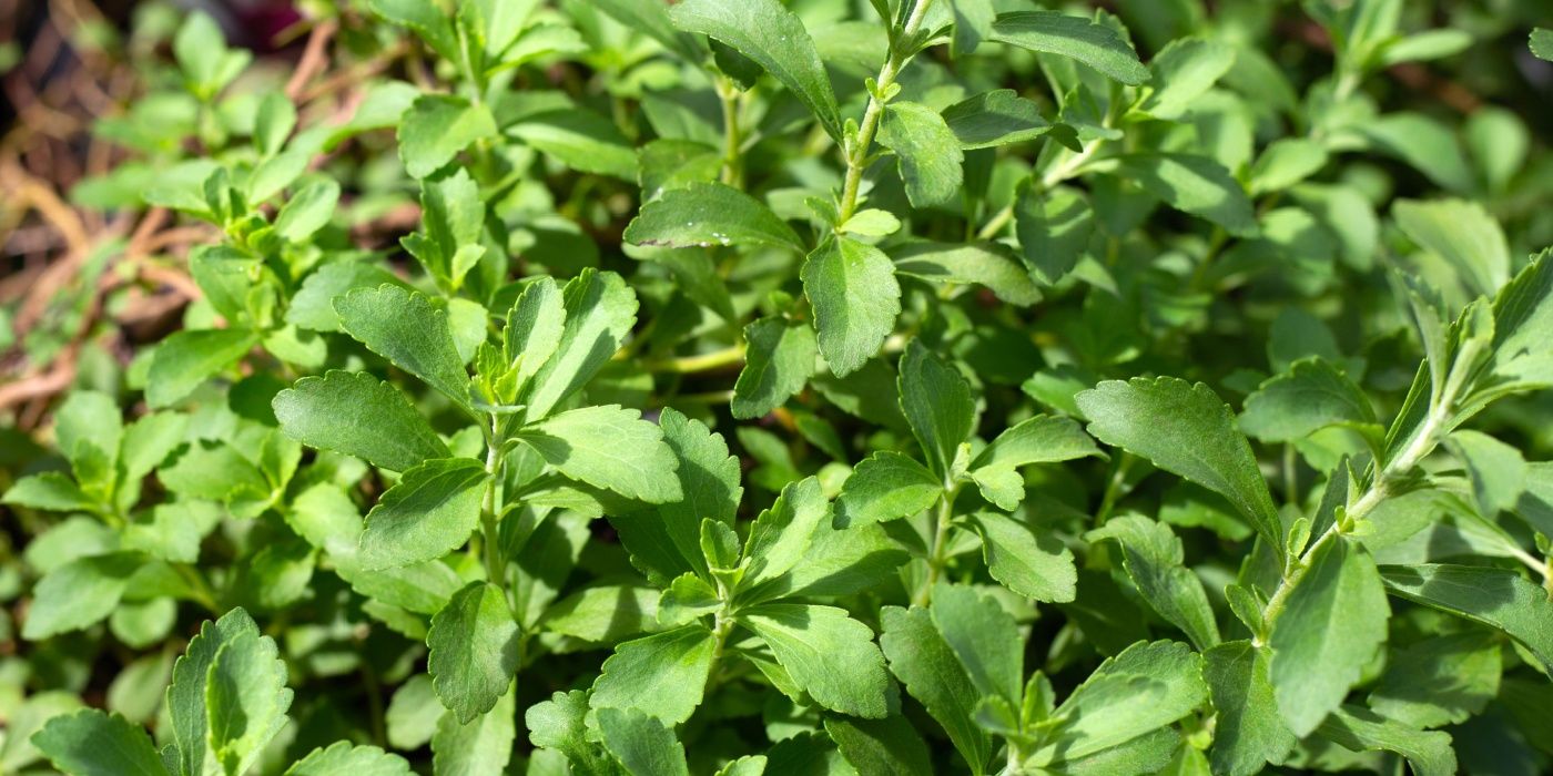 How to Grow and Care for Stevia