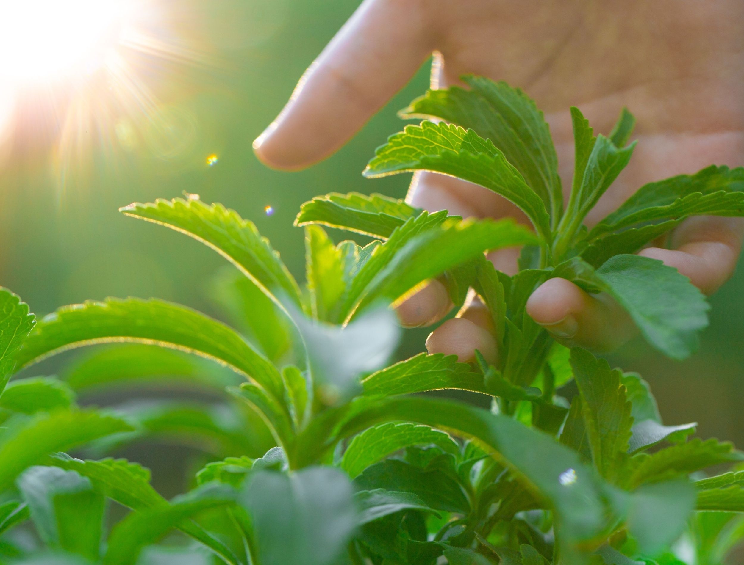 How to Grow and Care for Stevia
