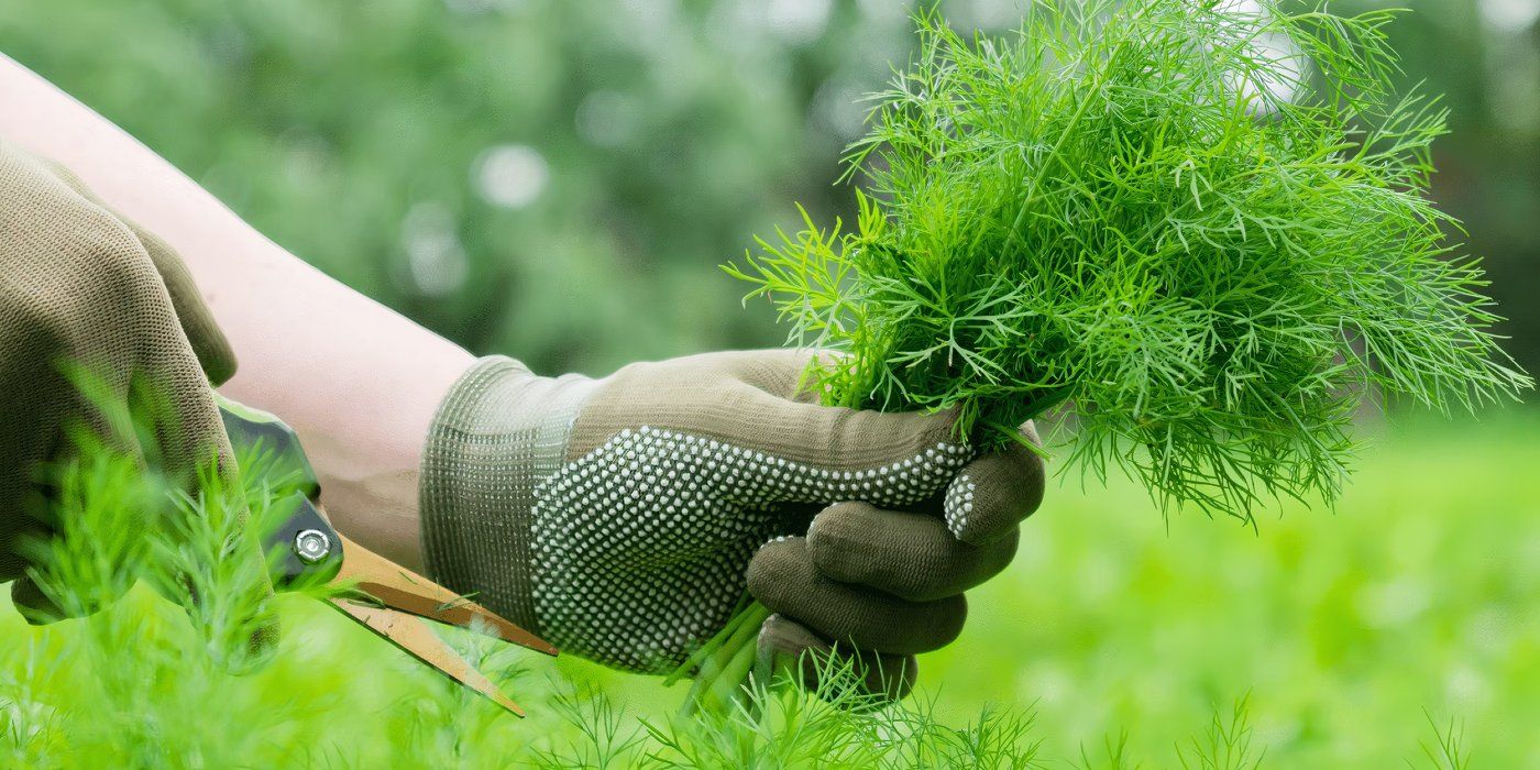 5 Tips to Harvest Herbs Like a Pro in June