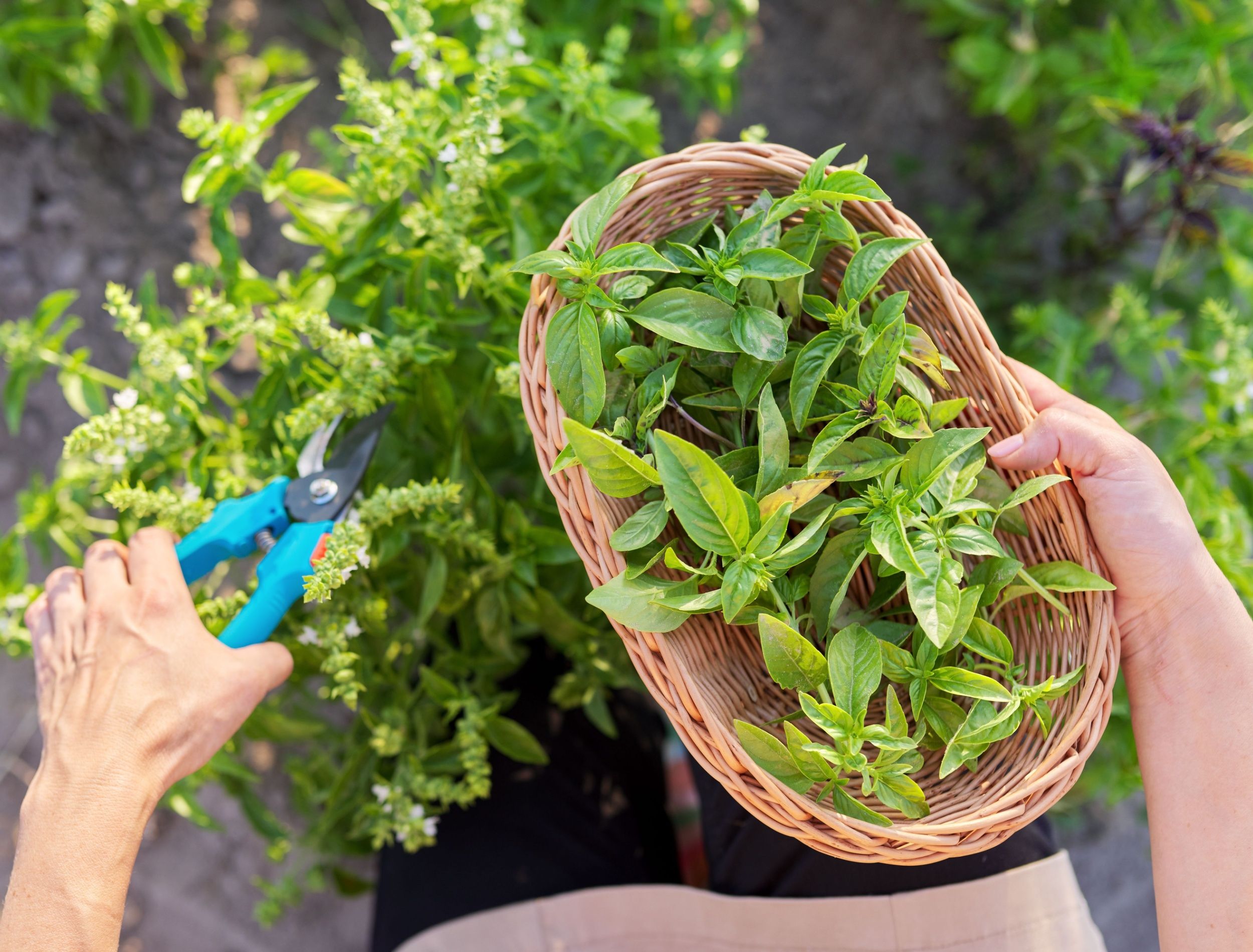 5 Tips to Harvest Herbs Like a Pro in June