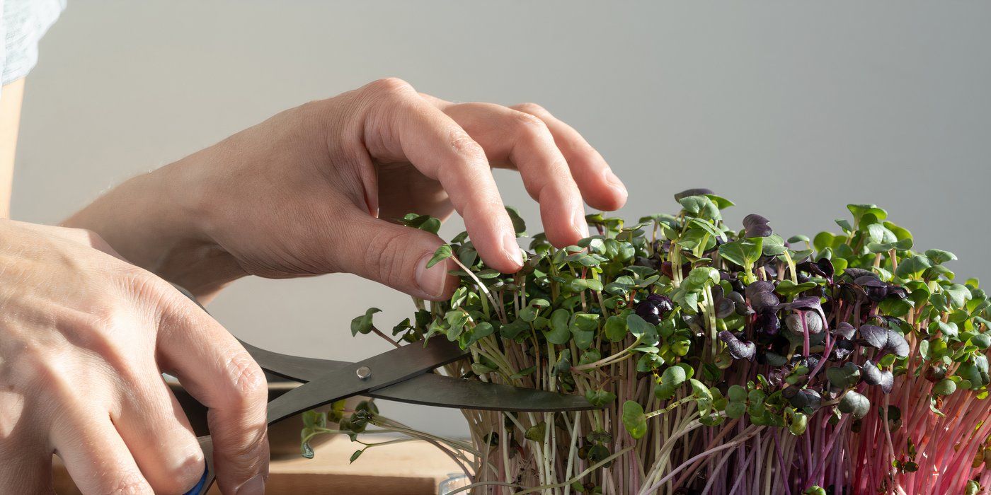 Microgreens: Learn About Growing Vegetables At Home