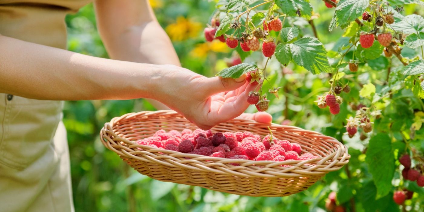 Sweeten Your Landscape: 6 June Berry Plants to Enhance Your Garden