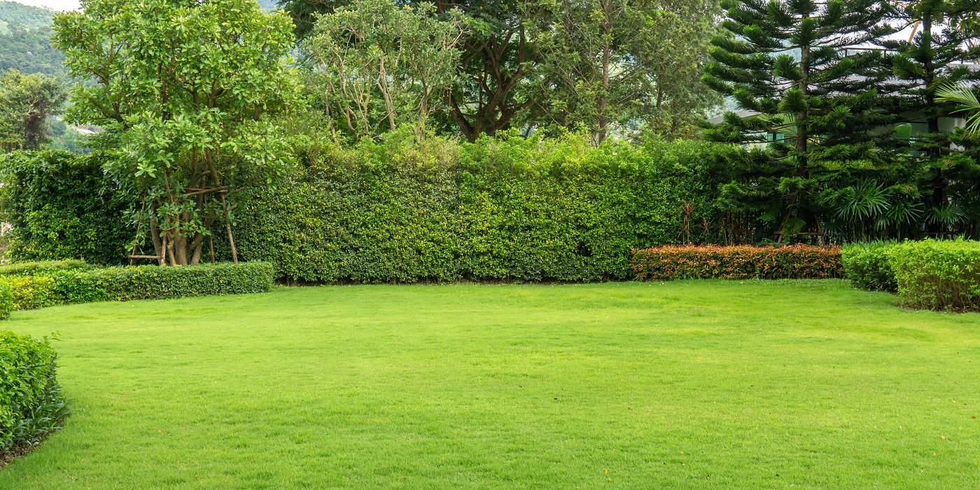 Choosing the Best Low-Water Grasses for Your Yard