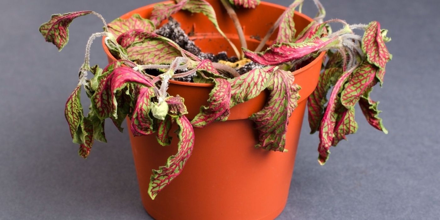 Plant Heat Stress: What You Need to Know