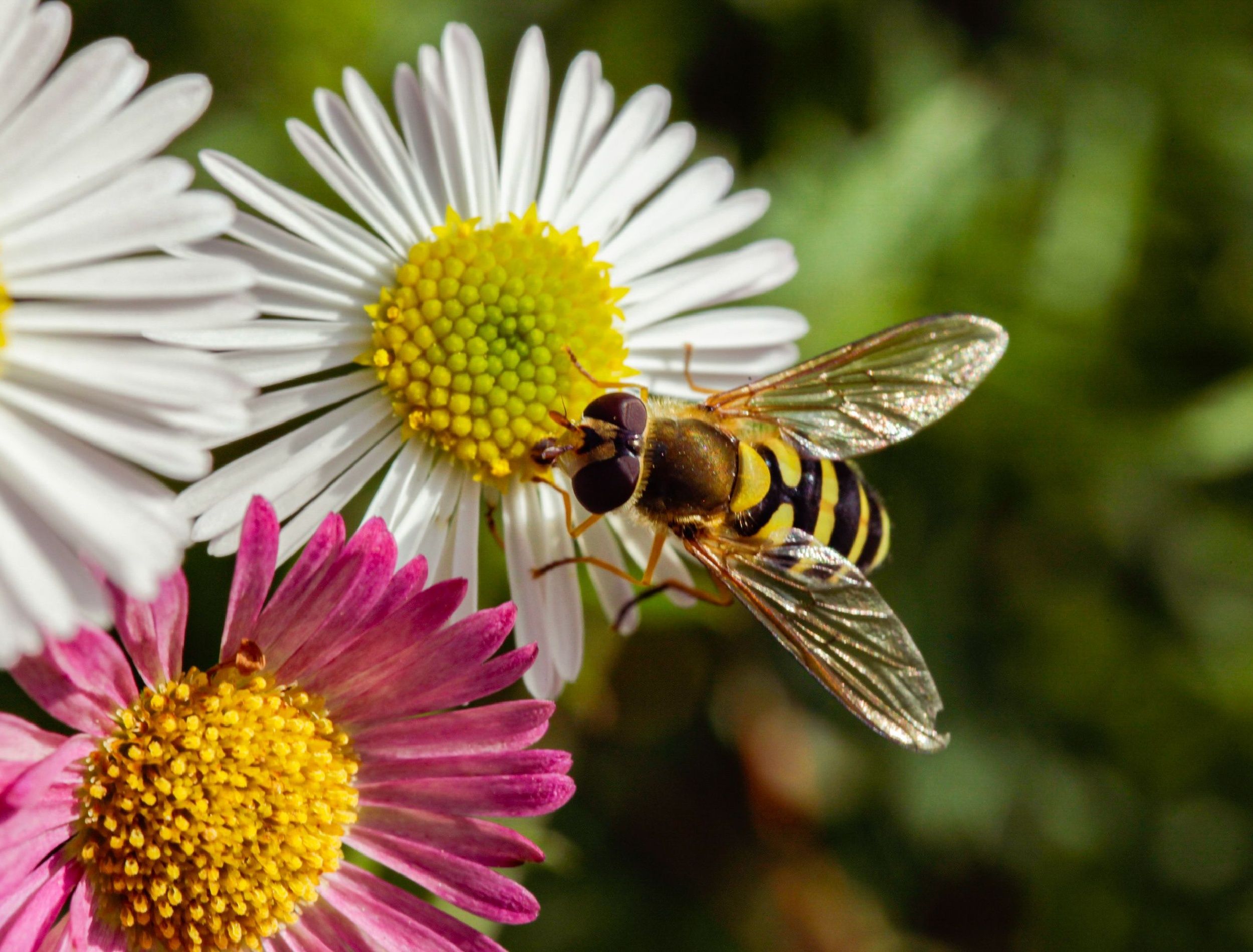 7 Under-the-Radar Pollinators You Want in Your Garden