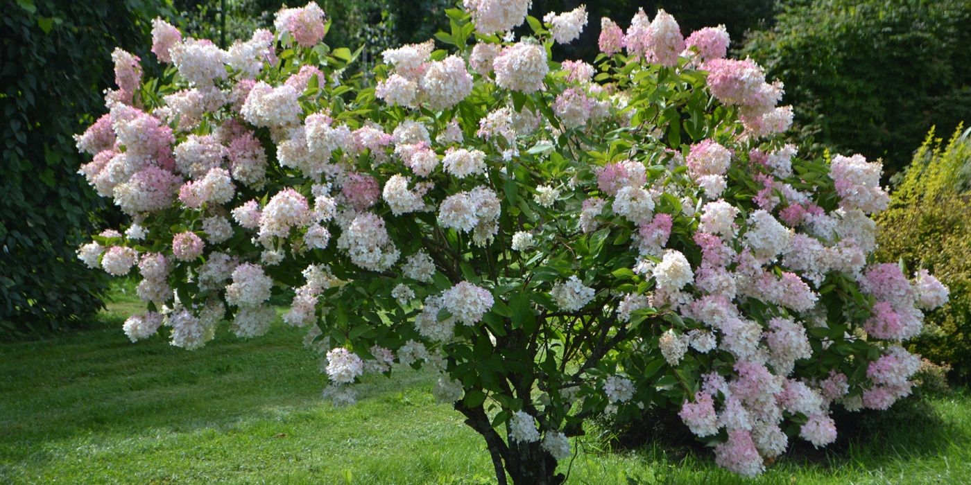 7 Stunning Plants to Create Eye-Catching Garden Focal Points