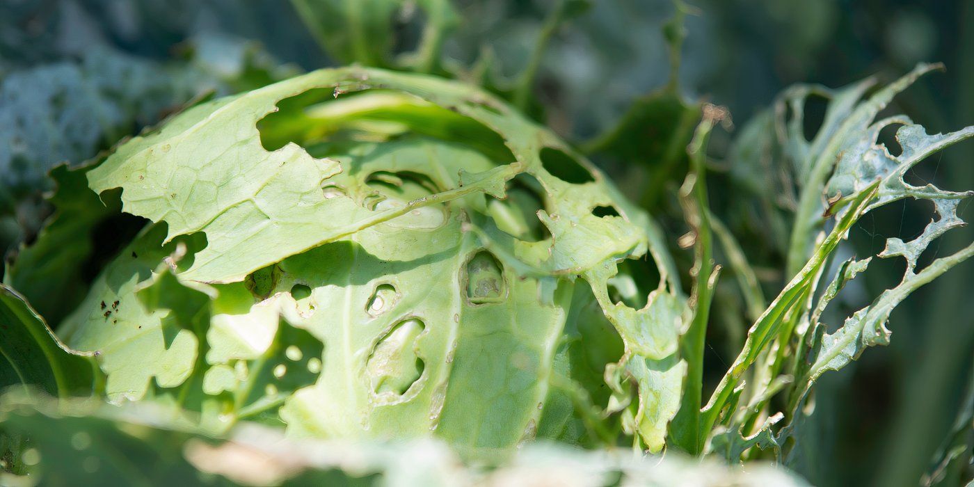 Garden Pests Like the Tawny Crazy Ant Negatively Impact Local Ecosystems