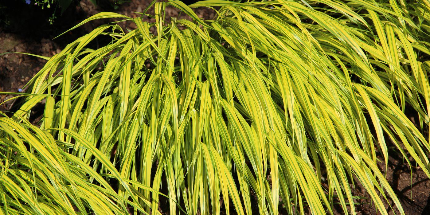 Incorporate Color Into Your Landscape Design With Ornamental Grasses