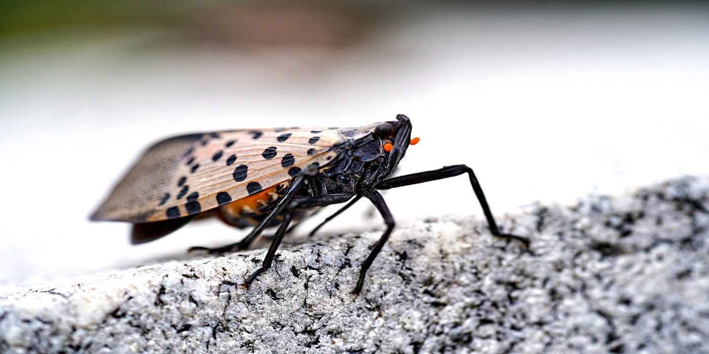 Understanding and Controlling Spotted Lanternflies