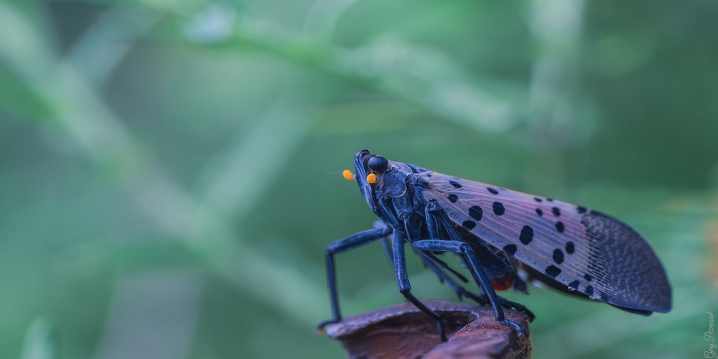 Understanding and Controlling Spotted Lanternflies