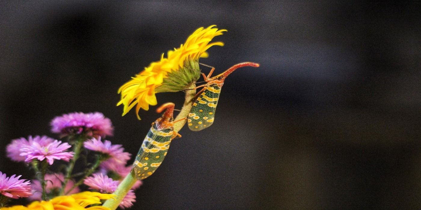 Understanding and Controlling Spotted Lanternflies