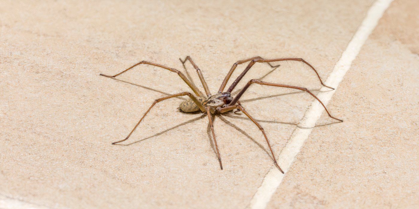 Are House Spiders Garden Pests of Friends?