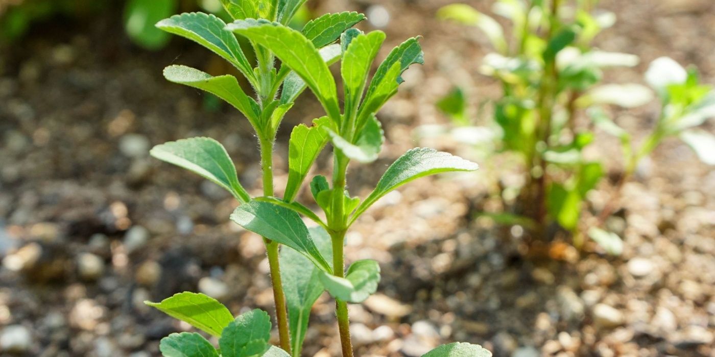 How to Grow and Care for Stevia