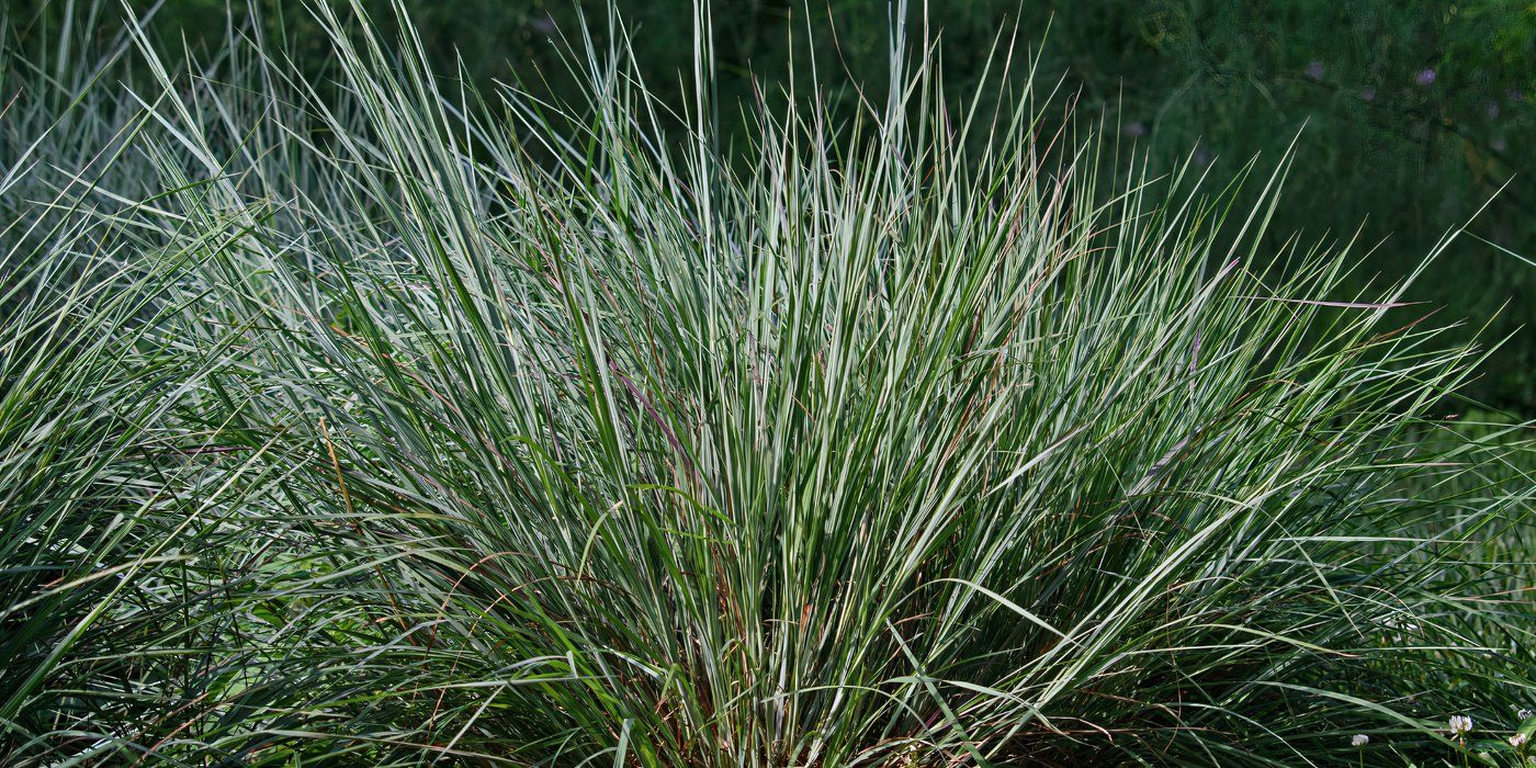 Incorporate Color Into Your Landscape Design With Ornamental Grasses