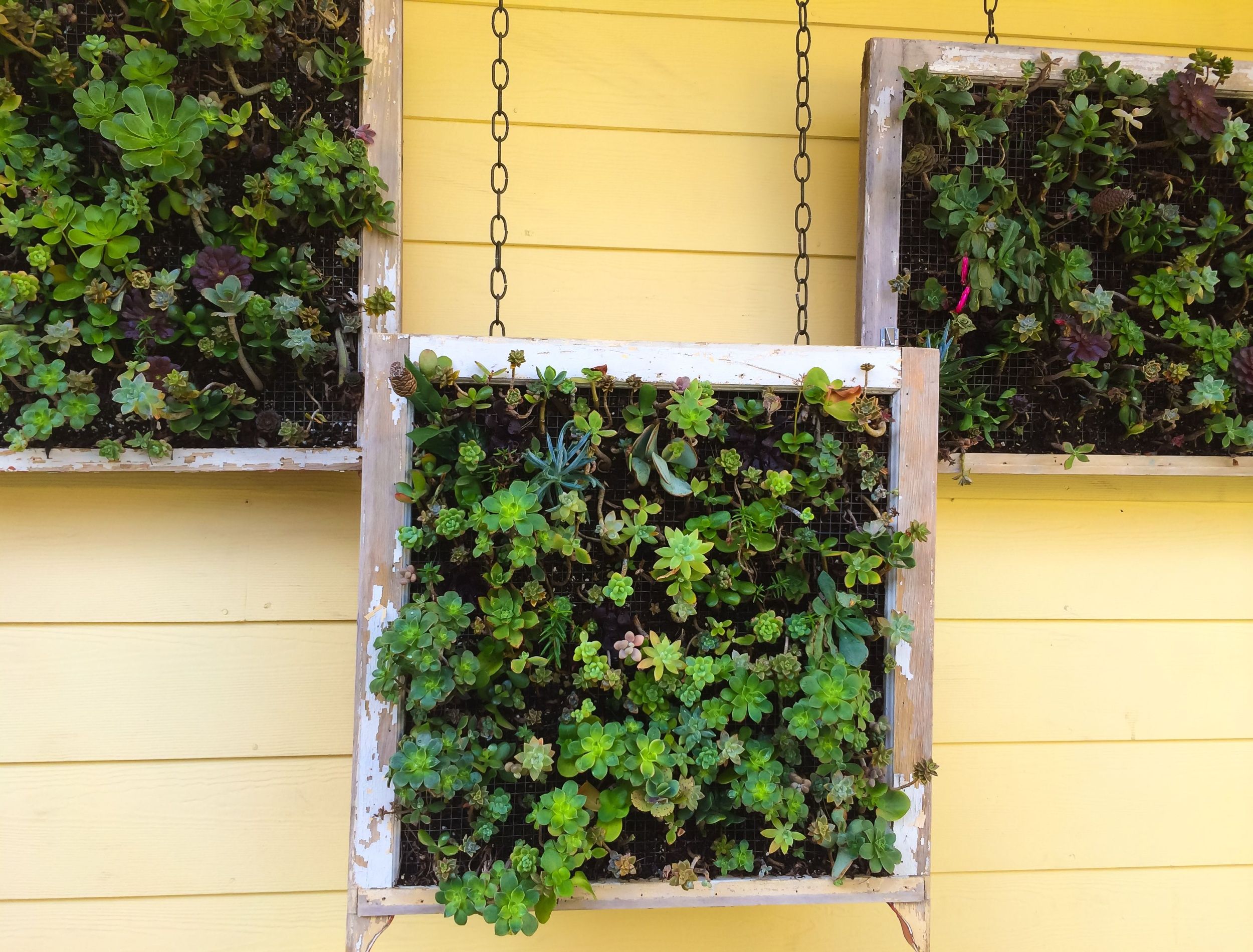 Grow a Flower Tapestry for a Beautiful Green Backdrop