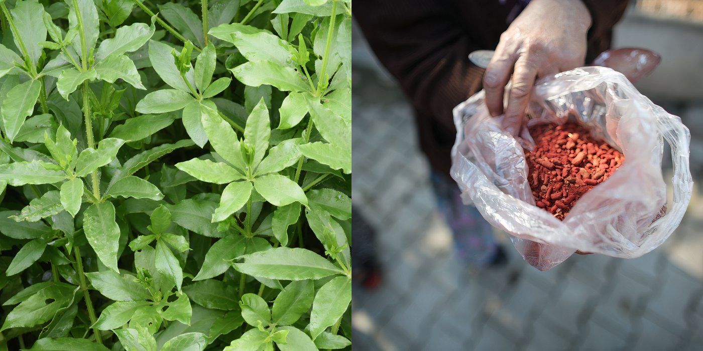 Natural Plant Dyes: Create a Dye Garden in Your Backyard