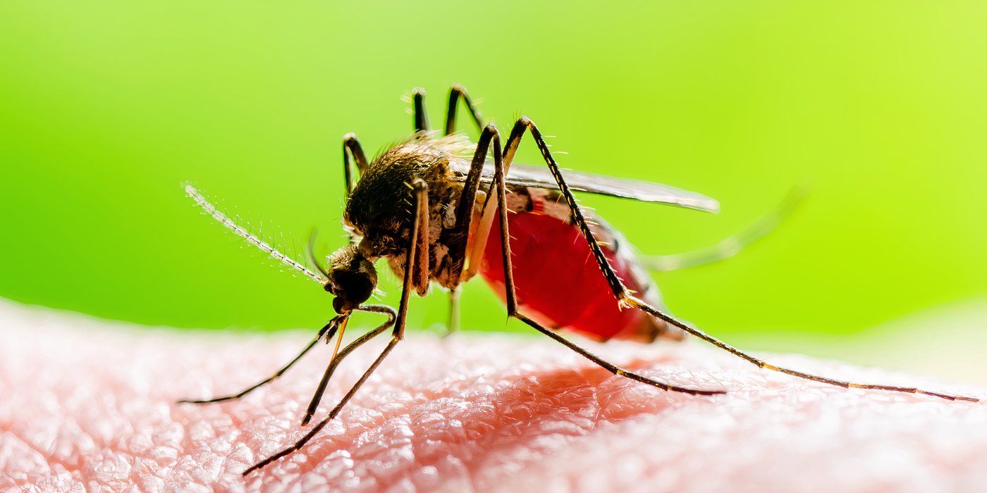 West Nile Virus: Spot the Symptoms And Stay Informed