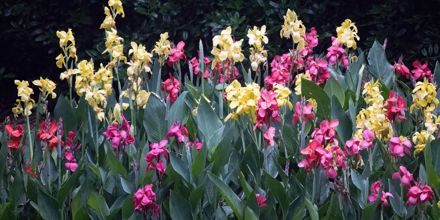 Grow These Pretty Plants and Flowers in June