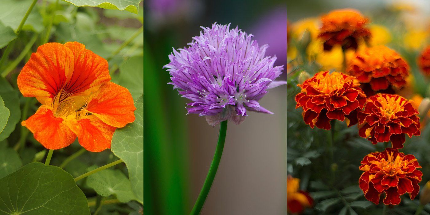Edible Flowers: Enhance Your Meals With Flowers You Can Eat