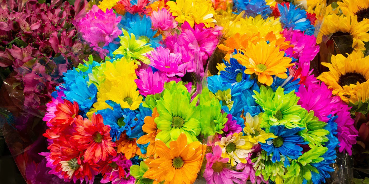 Neon Plants: Showcase These Colorful Plants in a Glow Garden