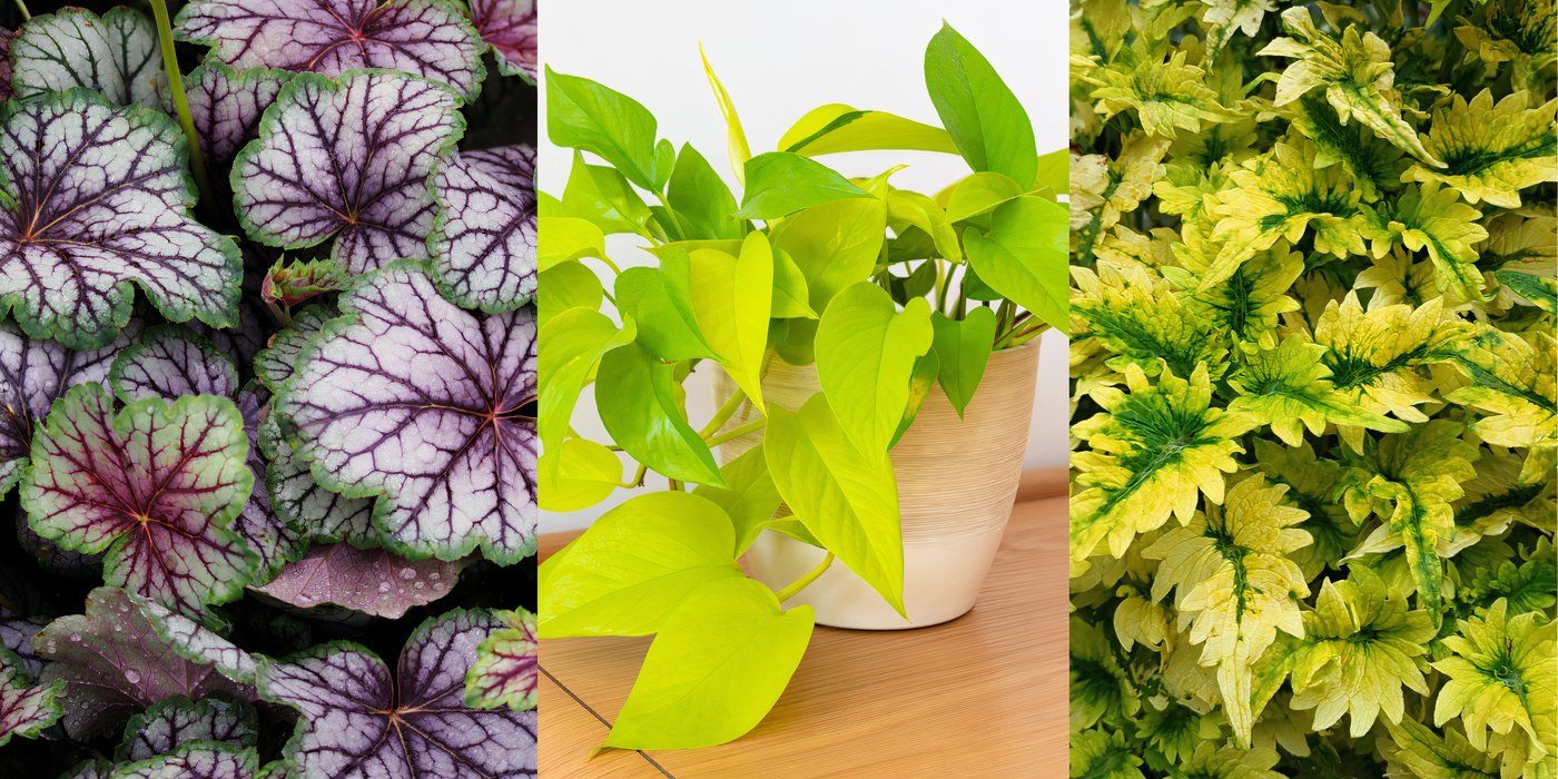 Neon Plants: Showcase These Colorful Plants in a Glow Garden