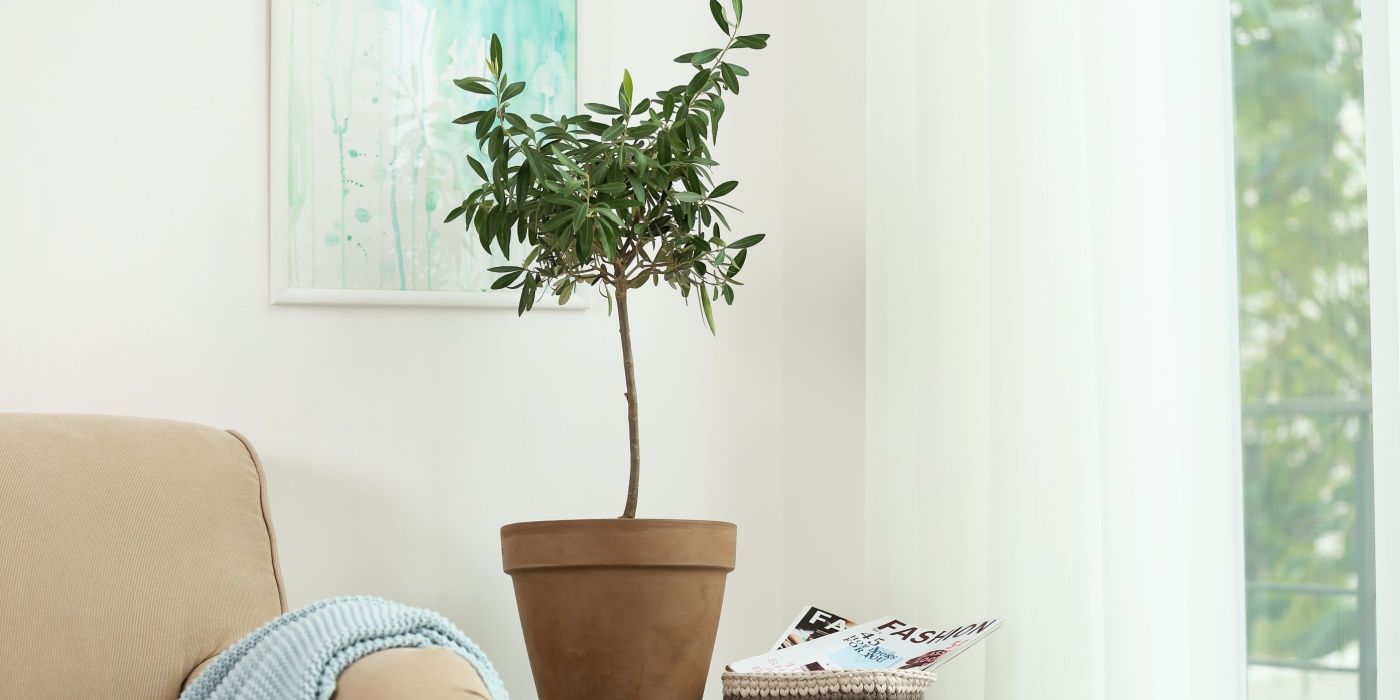 6 Fruit Trees for Apartment Dwellers