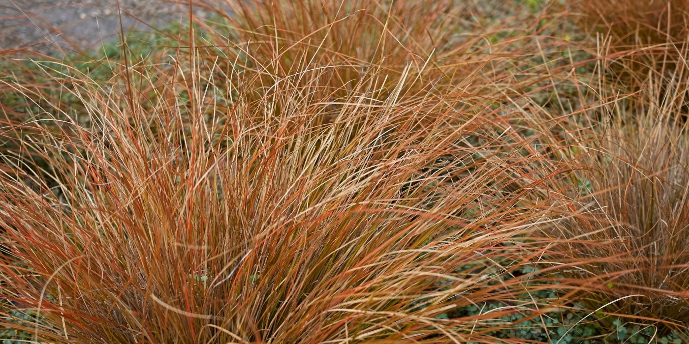 How Sedges Bring Beauty and Balance to Your Outdoor Space