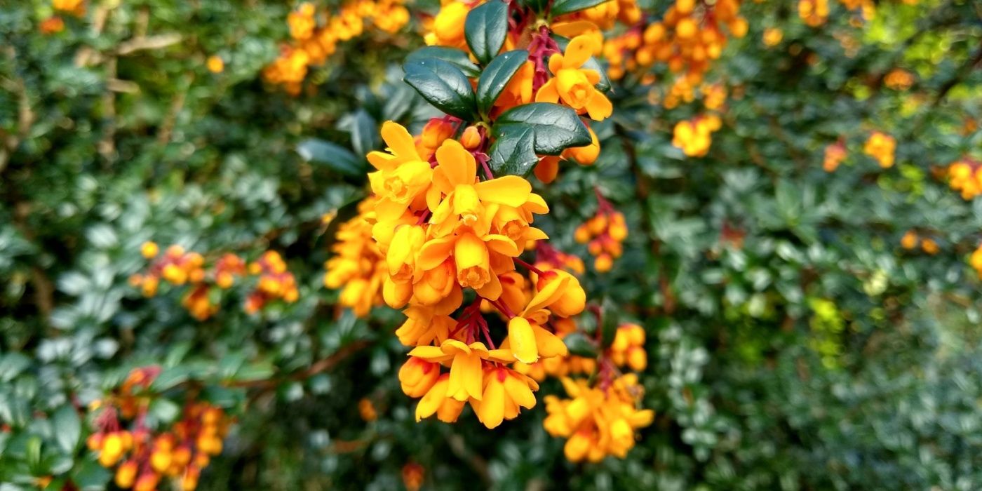 June Pruning Essentials: 8 Trees and Plants to Trim Now