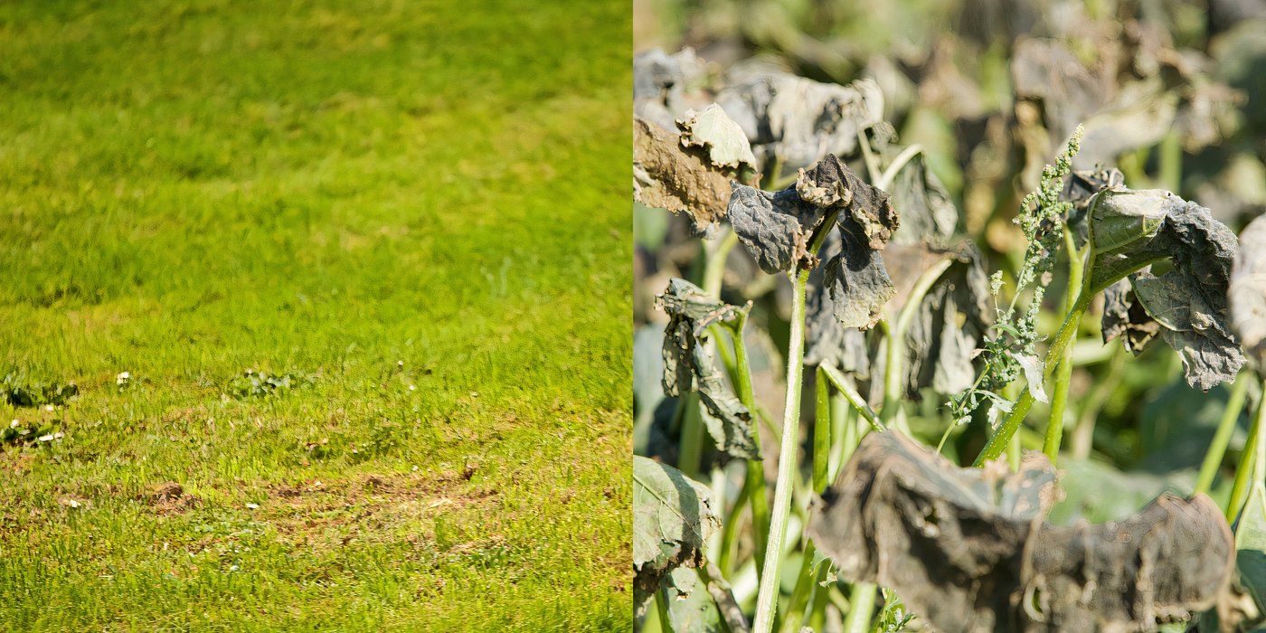 The Crane Fly Looks Like a Mosquito, But is it a Garden Pest?