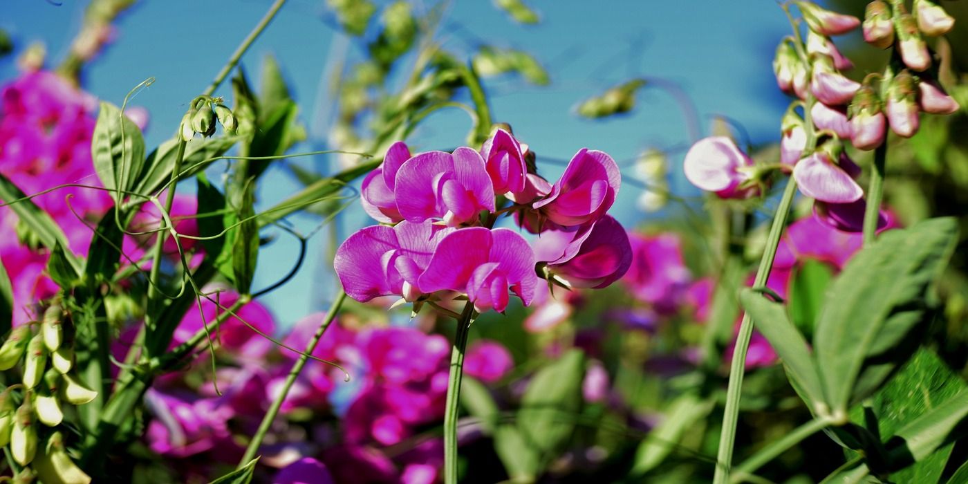 The Ultimate Guide to Growing Sweet Peas