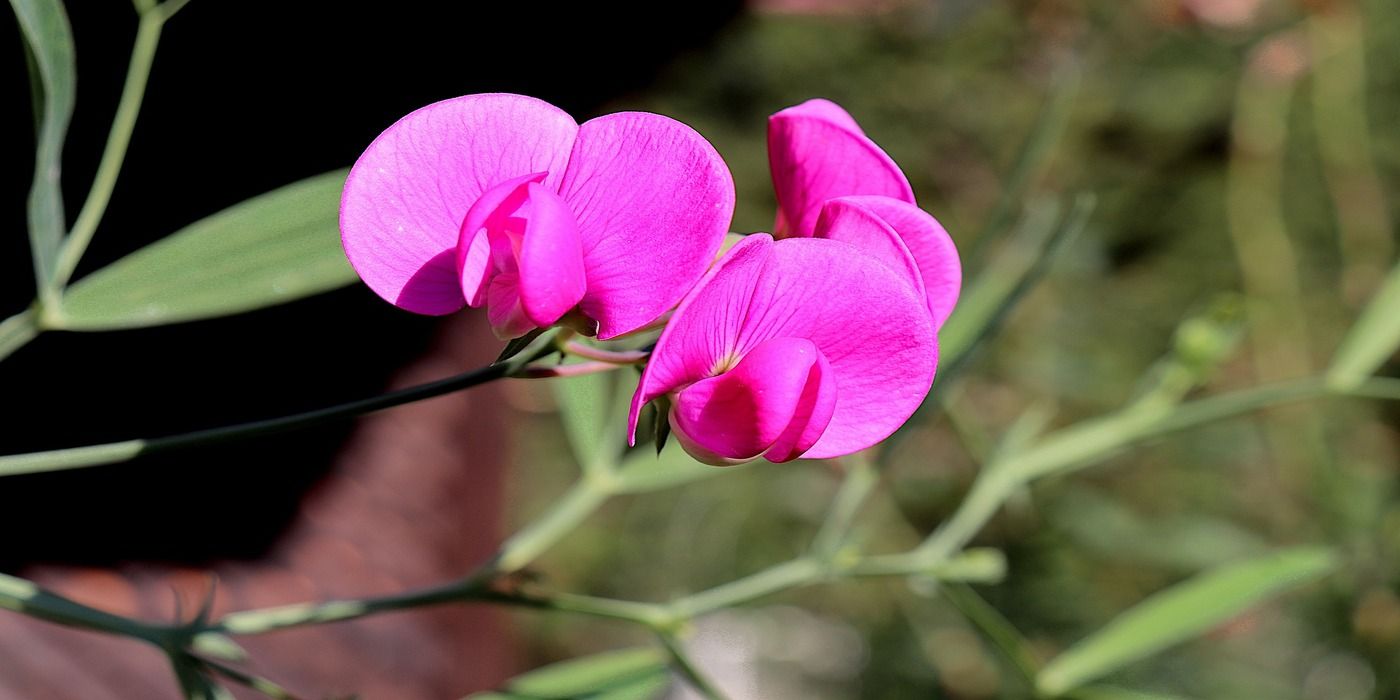 The Ultimate Guide to Growing Sweet Peas