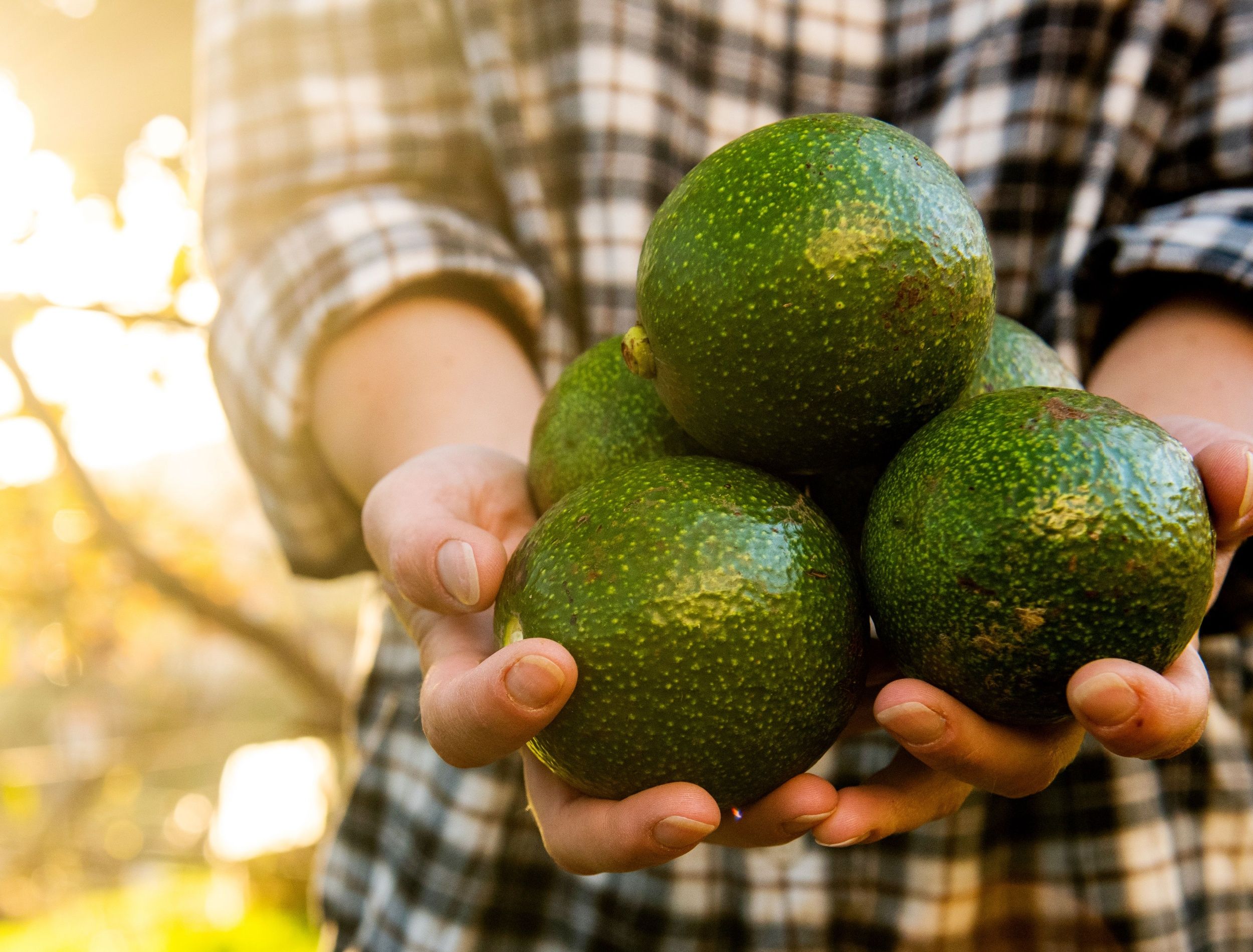 How To Lay Sod: Quick and Easy Guide to Installing a New Lawn