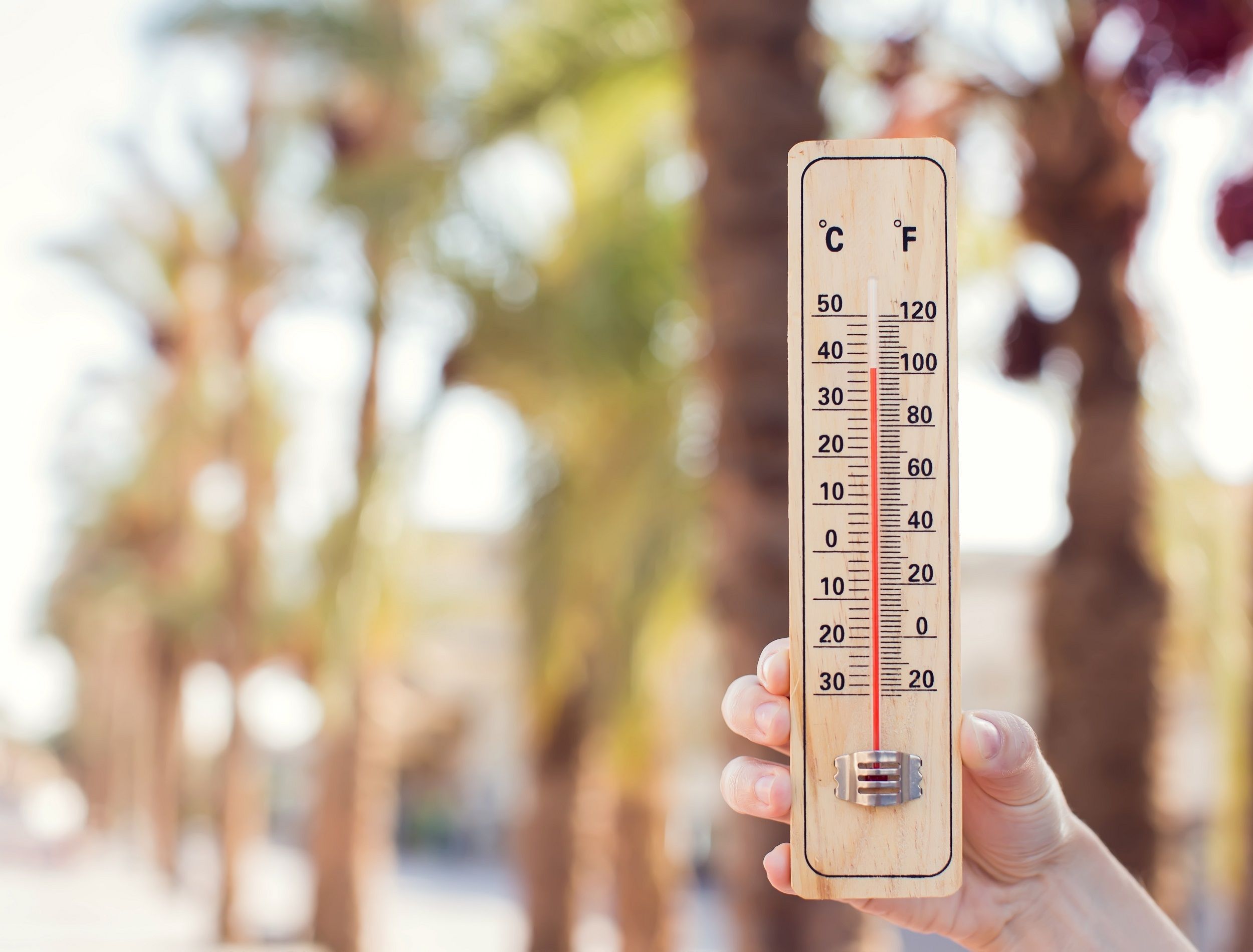 How to Protect Container Plants During Extreme Heat