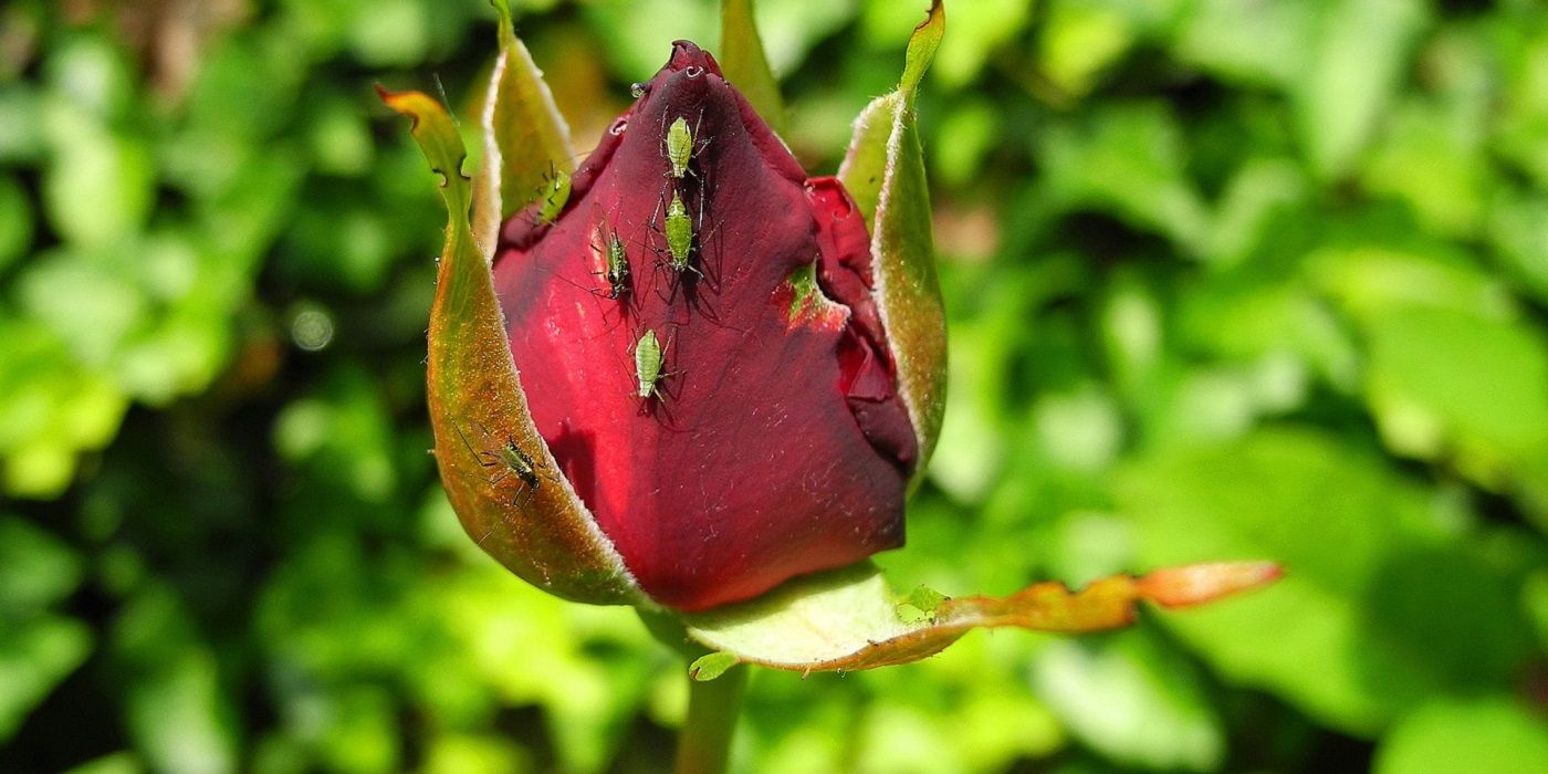 Baking Soda – Your Garden’s Secret Superpower Against Pests