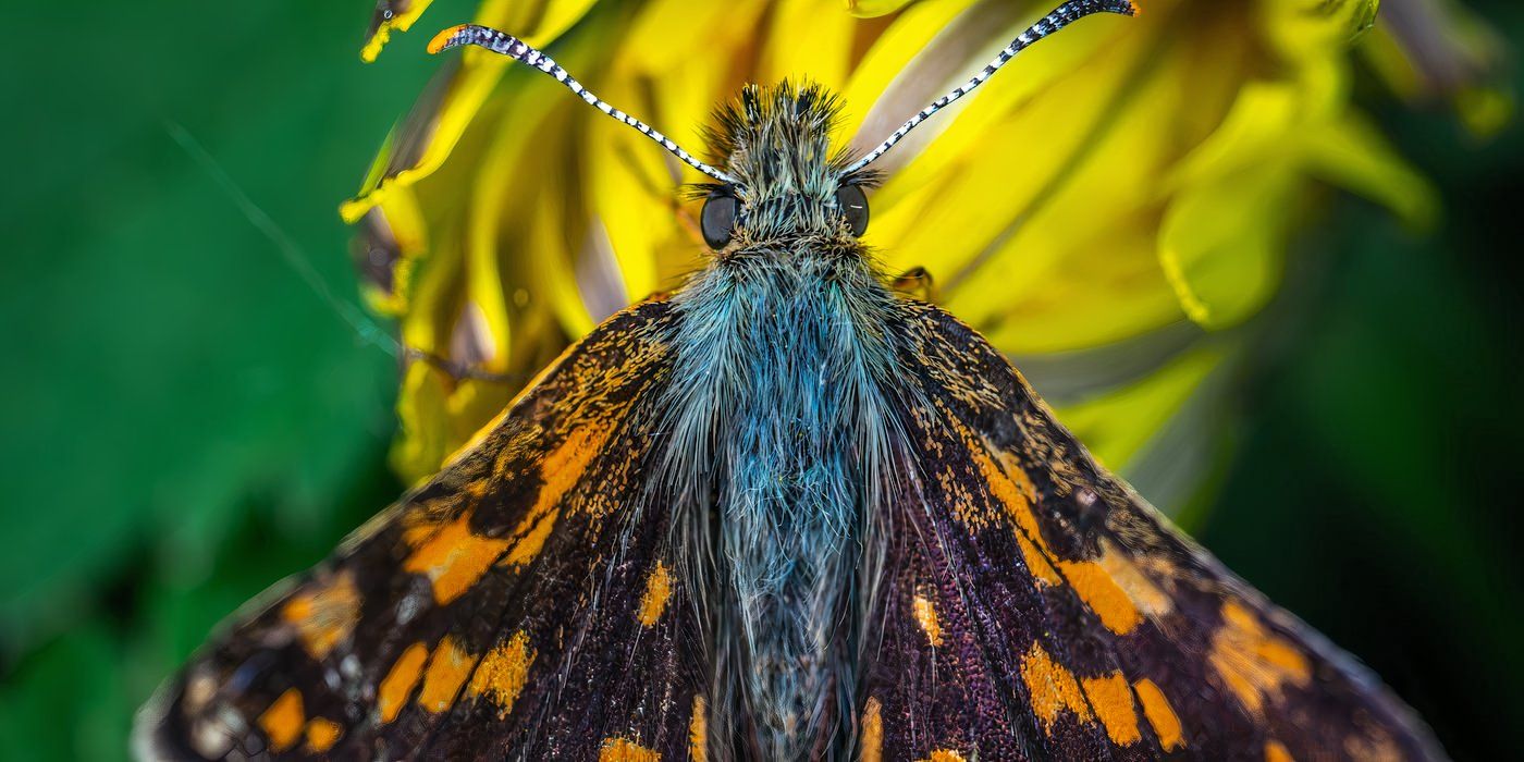 7 Under-the-Radar Pollinators You Want in Your Garden