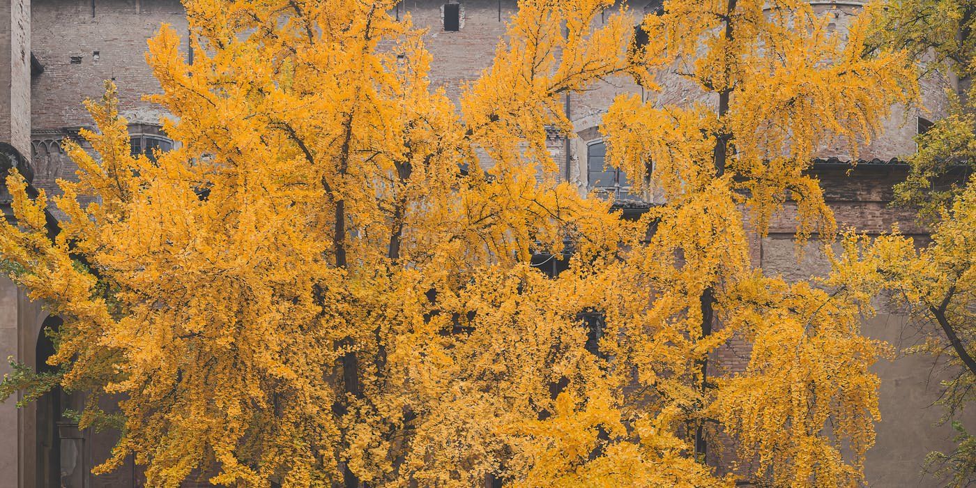 6 Problematic Trees Species to Avoid in Your Backyard