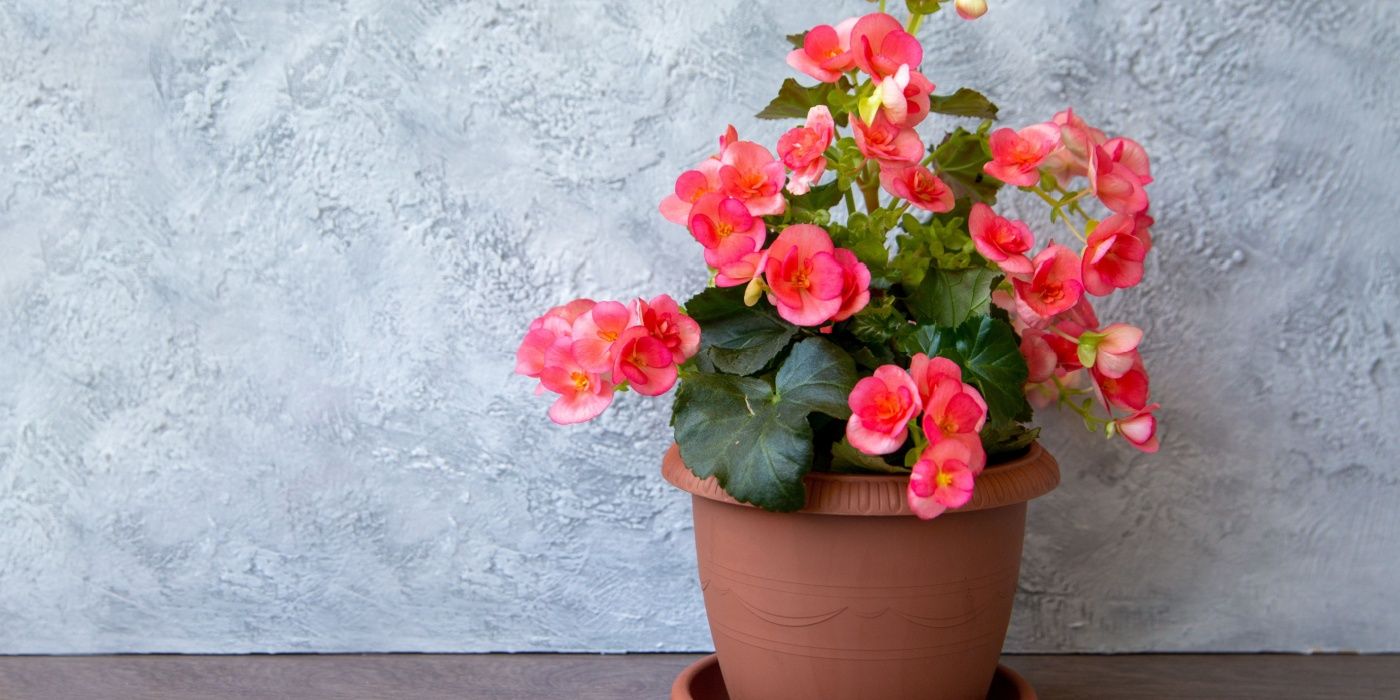 7 Houseplants That Infuse Your Home with Beautiful Scents