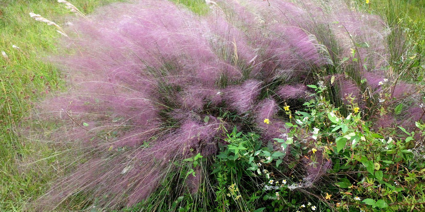 Incorporate Color Into Your Landscape Design With Ornamental Grasses