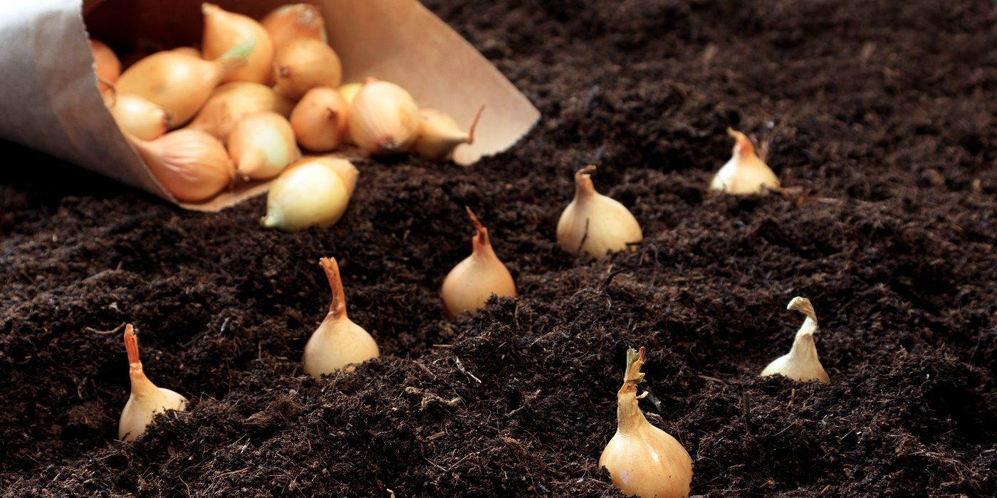Grow Onions In Your Spring Garden