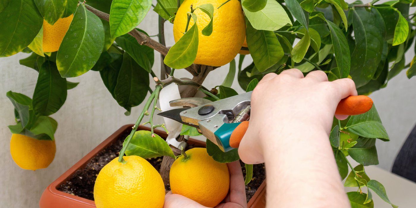6 Fruit Trees for Apartment Dwellers