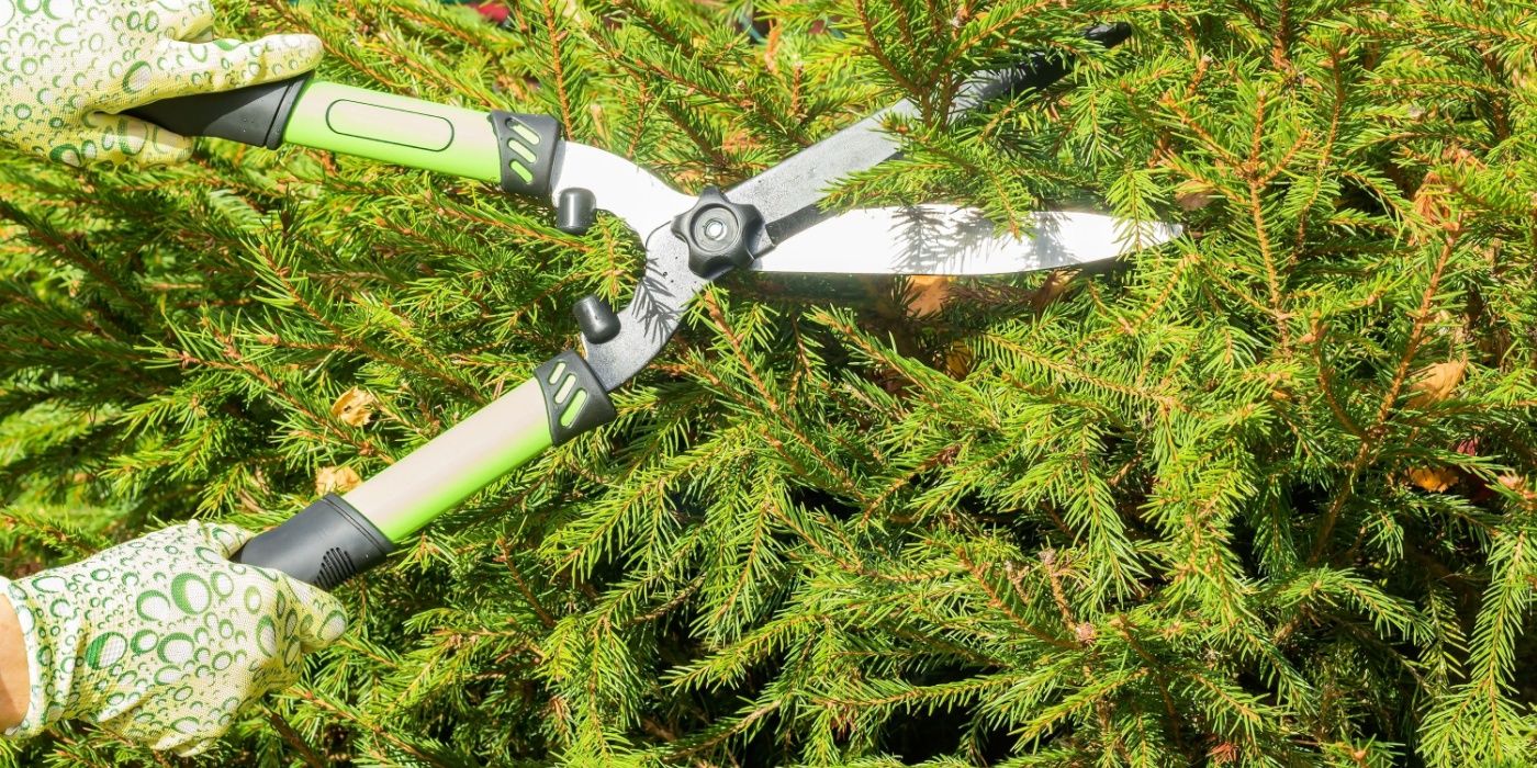 June Pruning Essentials: 8 Trees and Plants to Trim Now