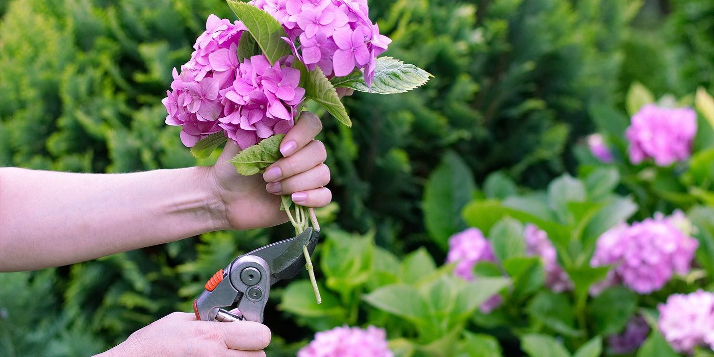 How to Care For Hydrangeas in Summer