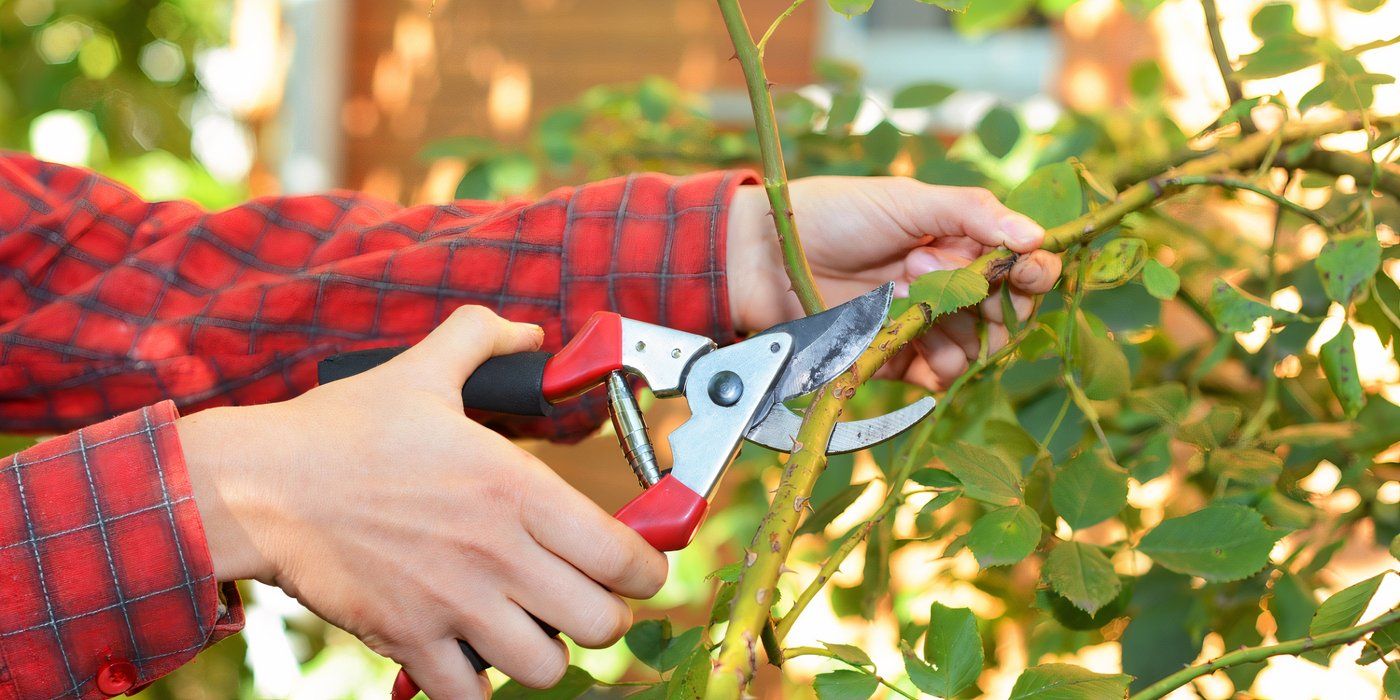 7 Proven Tips to Guard Your Shrubs in Fall