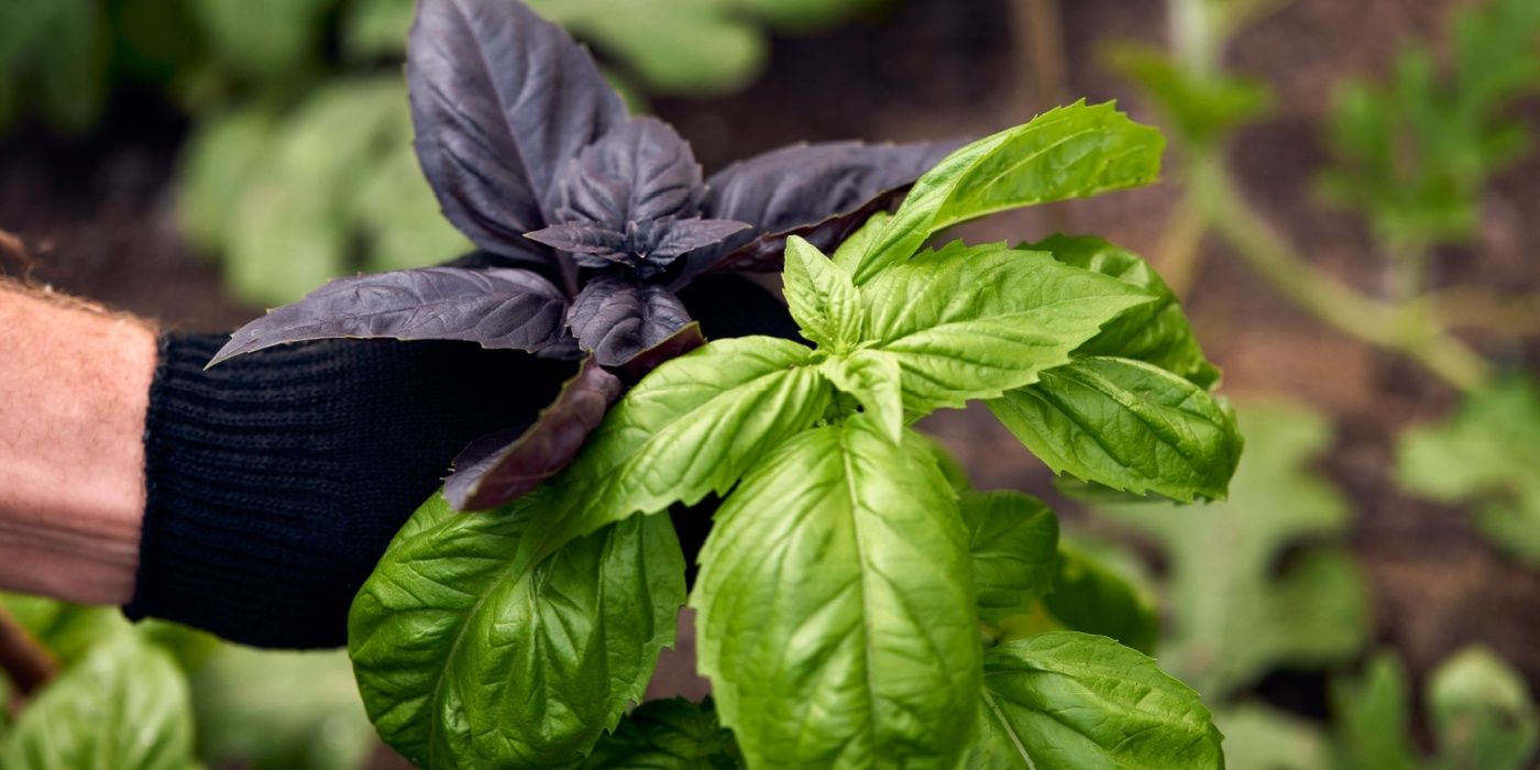 How to Grow and Care for Purple Basil: A Complete Guide