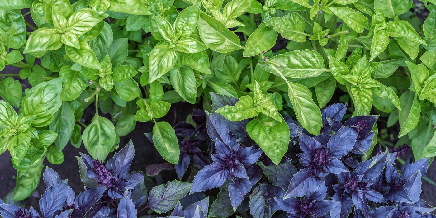 How to Pinch Herbs for Healthier and Tastier Plants in June