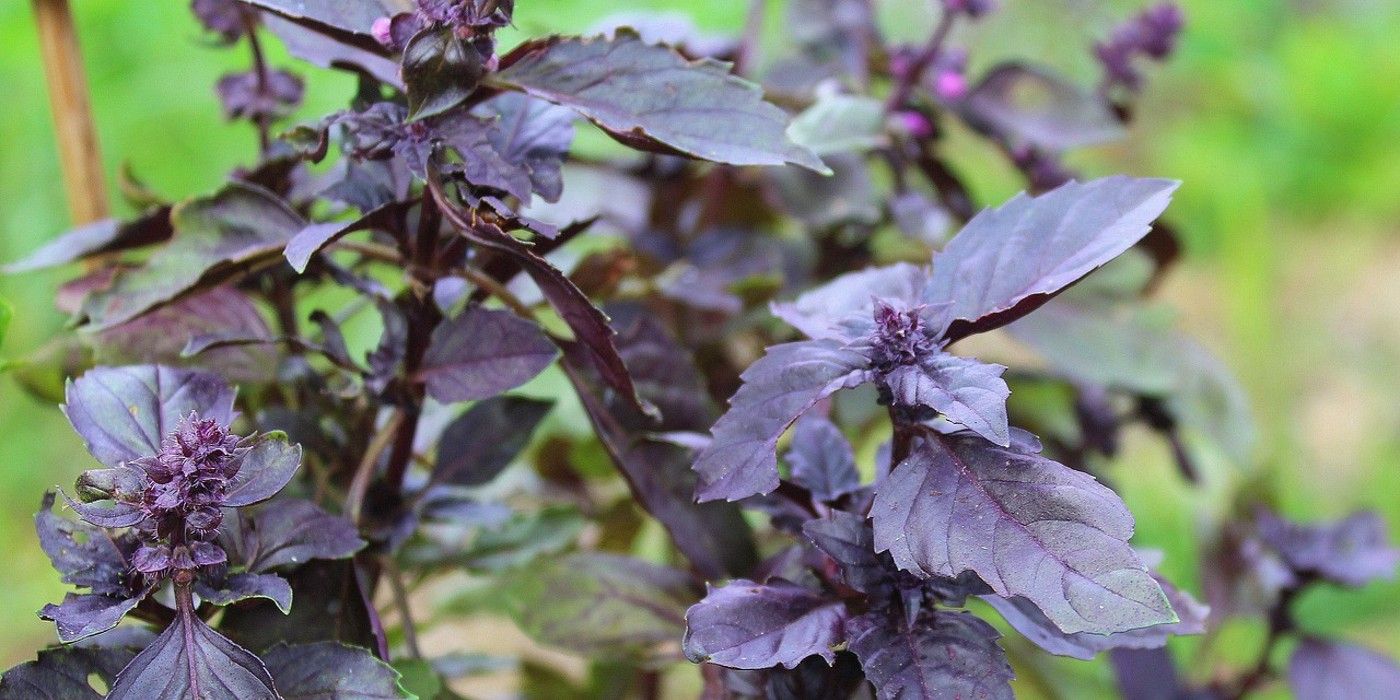 How to Grow and Care for Purple Basil: A Complete Guide