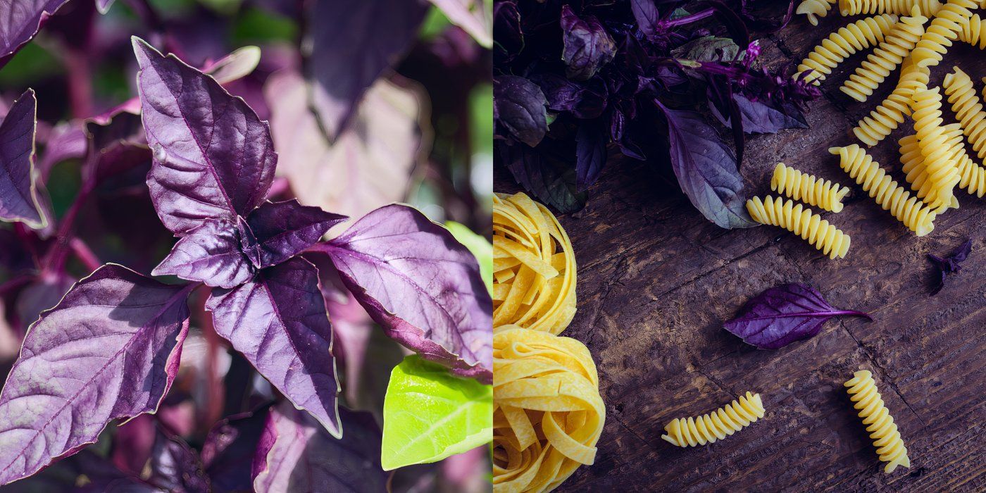 7 Garden Plants With Stunning Leaf Colors