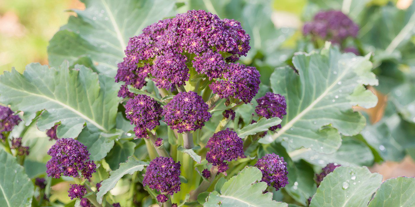 7 Edible Plants: Learn About the Benefits of Foodscaping