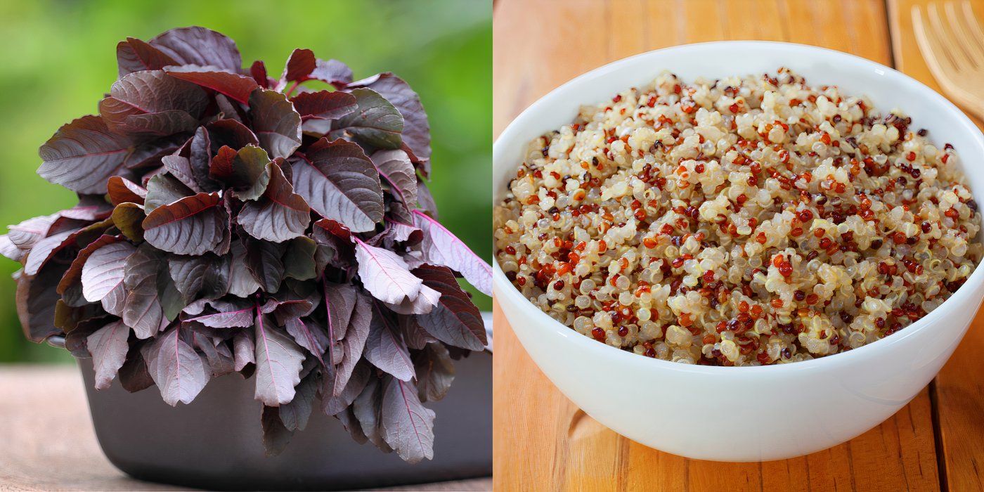 7 Garden Plants With Stunning Leaf Colors